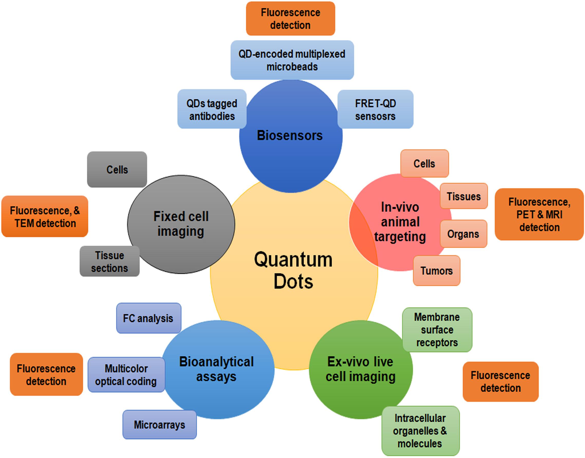 Frontiers Quantum Dot Based Nano Biosensors For Detection Of 