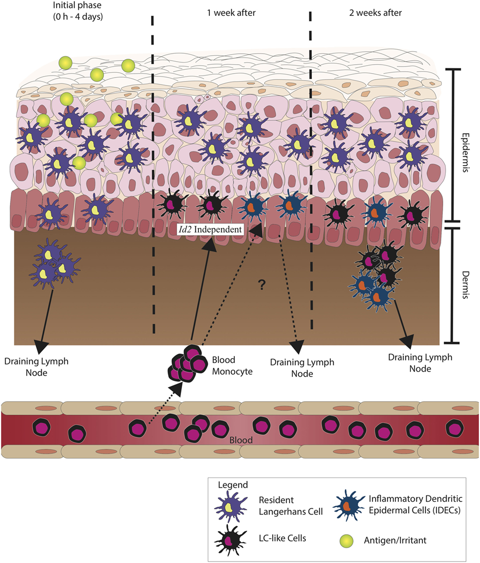 Frontiers Uncovering The Mysteries Of Langerhans Cells Inflammatory