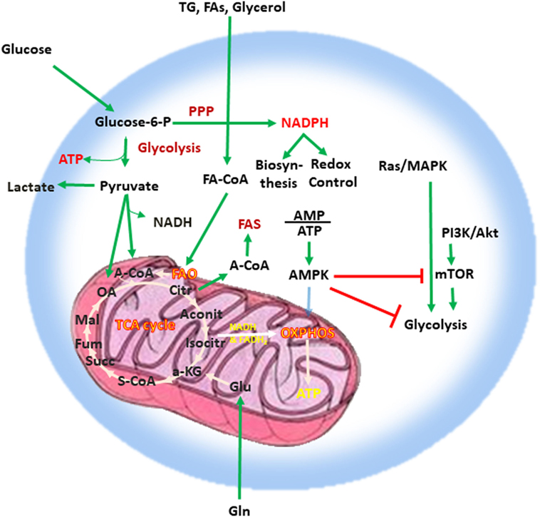Frontiers | Targeting T Cell Metabolism for Improvement of Cancer ... Frontiers | Targeting T Cell Metabolism for Improvement of Cancer ...