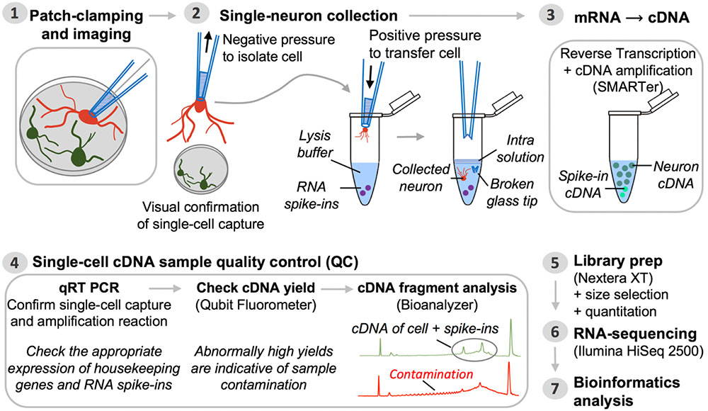 Frontiers | Patch-Seq Protocol to Analyze the Electrophysiology, Morphology and Transcriptome of ...