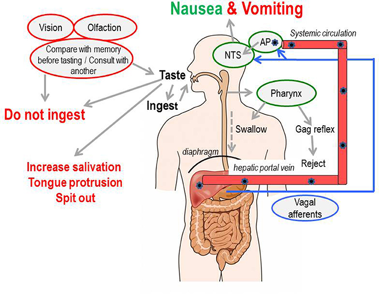Frontiers A History Of Drug Discovery For Treatment Of Nausea And