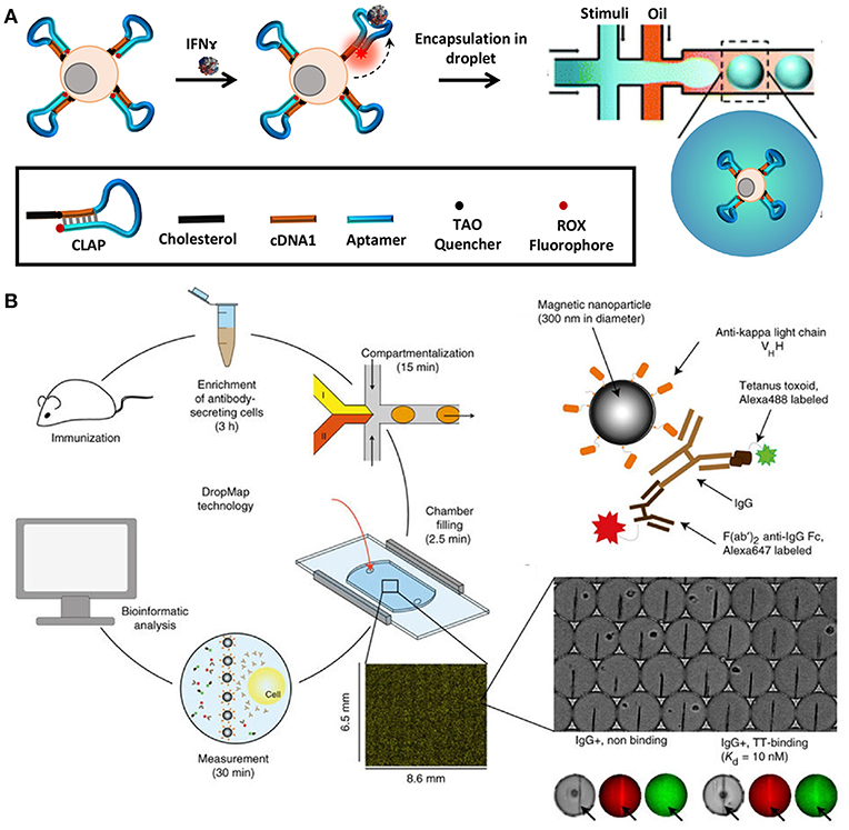 Frontiers Integrating Immunology And Microfluidics For Single Immune