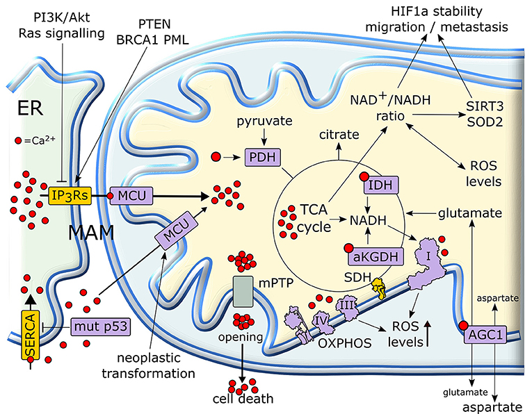 Frontiers | Metabolic Plasticity of Tumor Cell Mitochondria Frontiers | Metabolic Plasticity of Tumor Cell Mitochondria