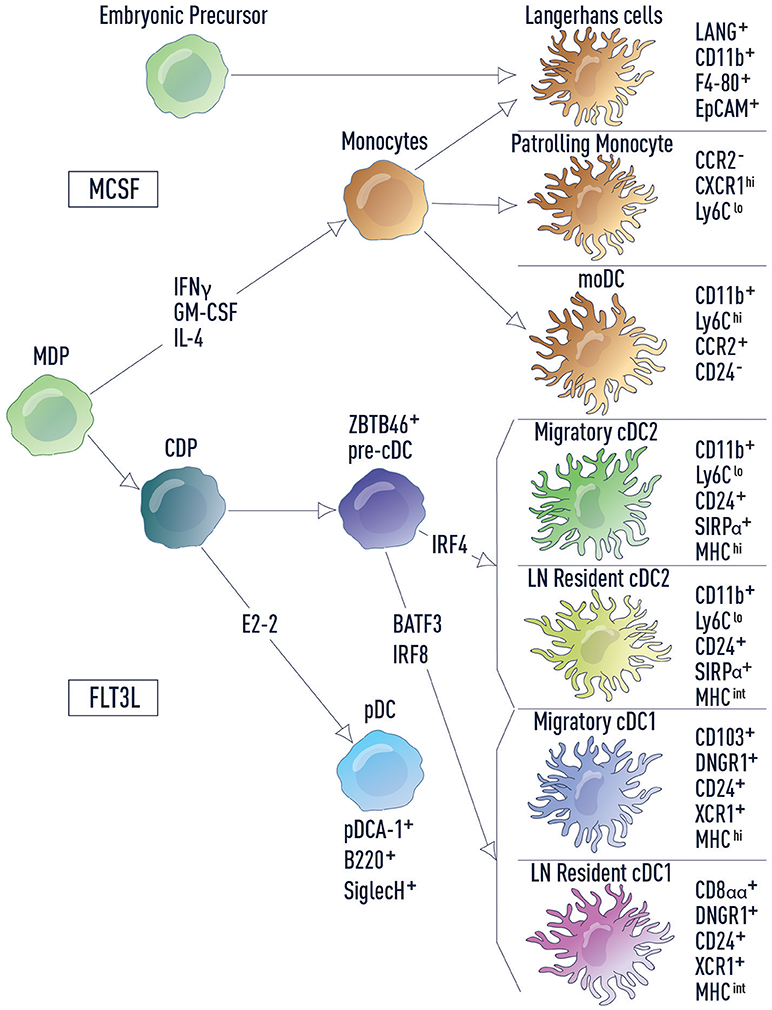 Frontiers Determination Of T Follicular Helper Cell Fate By Dendritic