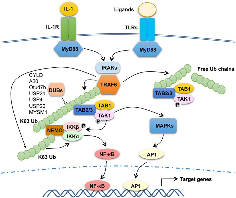 Frontiers Tumor Necrosis Factor Receptor Associated Factor Regulation