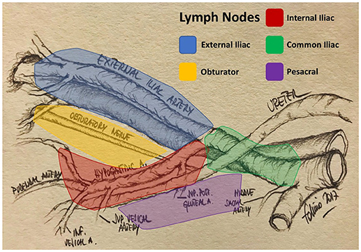 Frontiers The Role Of Lymph Node Dissection In The Treatment Of