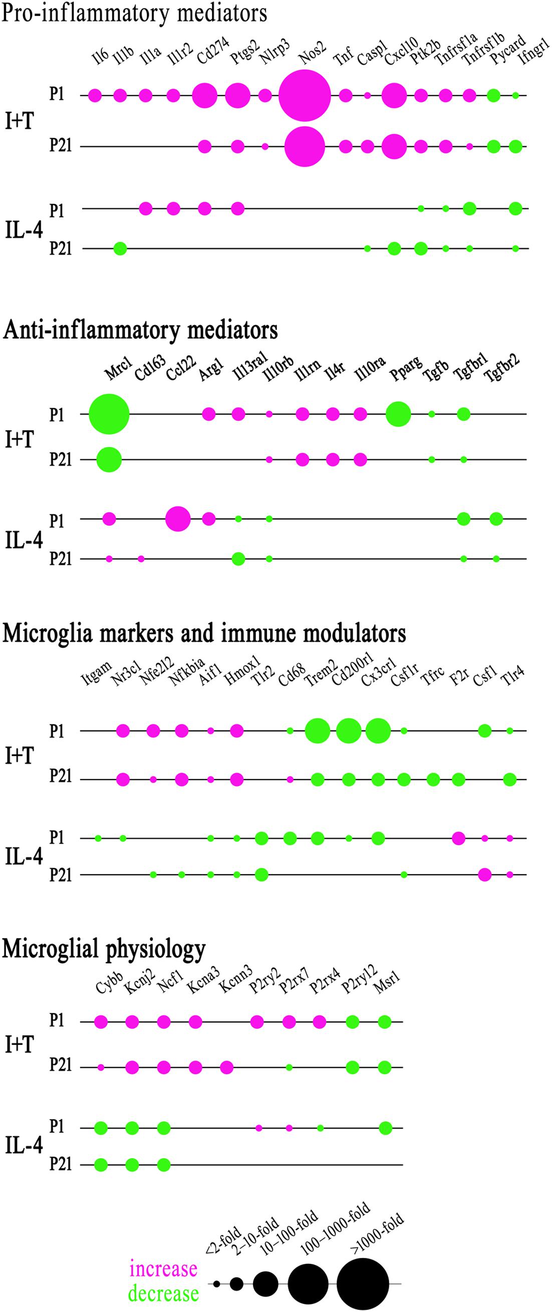 Frontiers Sex And Development Dependent Responses Of Rat Microglia