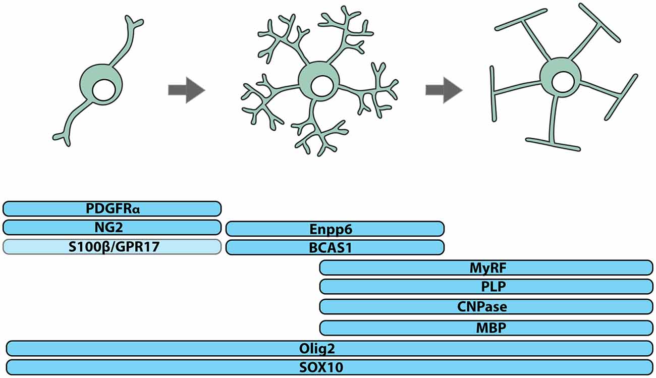 Oligodendrocyte Diagram