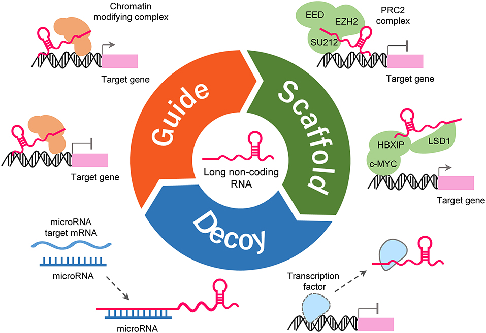 Frontiers Long Non Coding Rna Neat1 A Novel Target For Diagnosis And