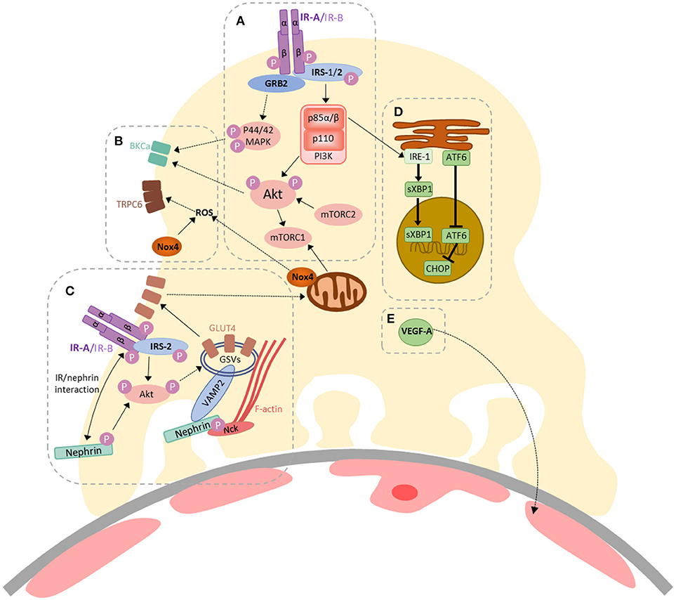 The Role Of Innate Immunity In Diabetic Nephropathy And 54 Off