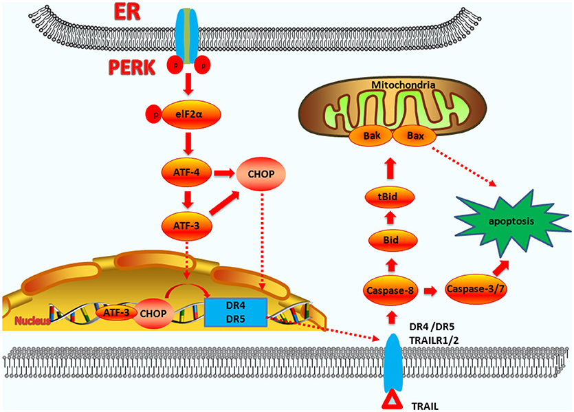 Frontiers The C Ebp Homologous Protein Chop Transcription Factor