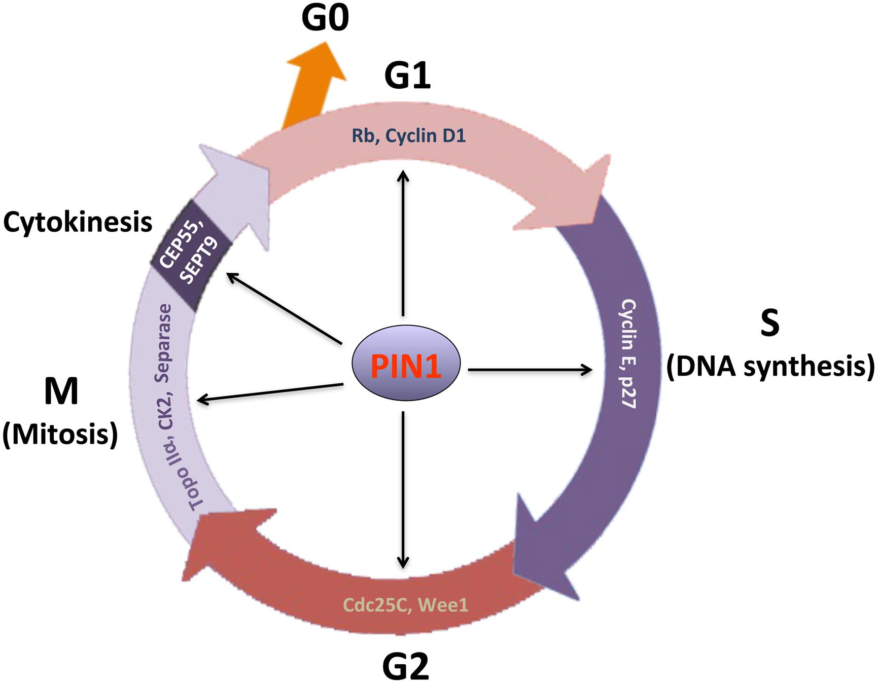 Cell Cycle Cyclin D