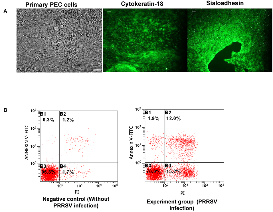 Frontiers Global Mirna Lncrna And Mrna Transcriptome Profiling Of