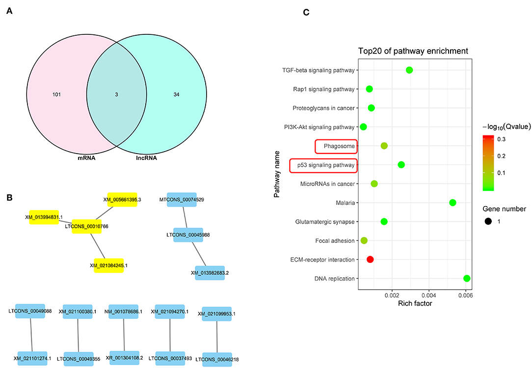Frontiers Global Mirna Lncrna And Mrna Transcriptome Profiling Of