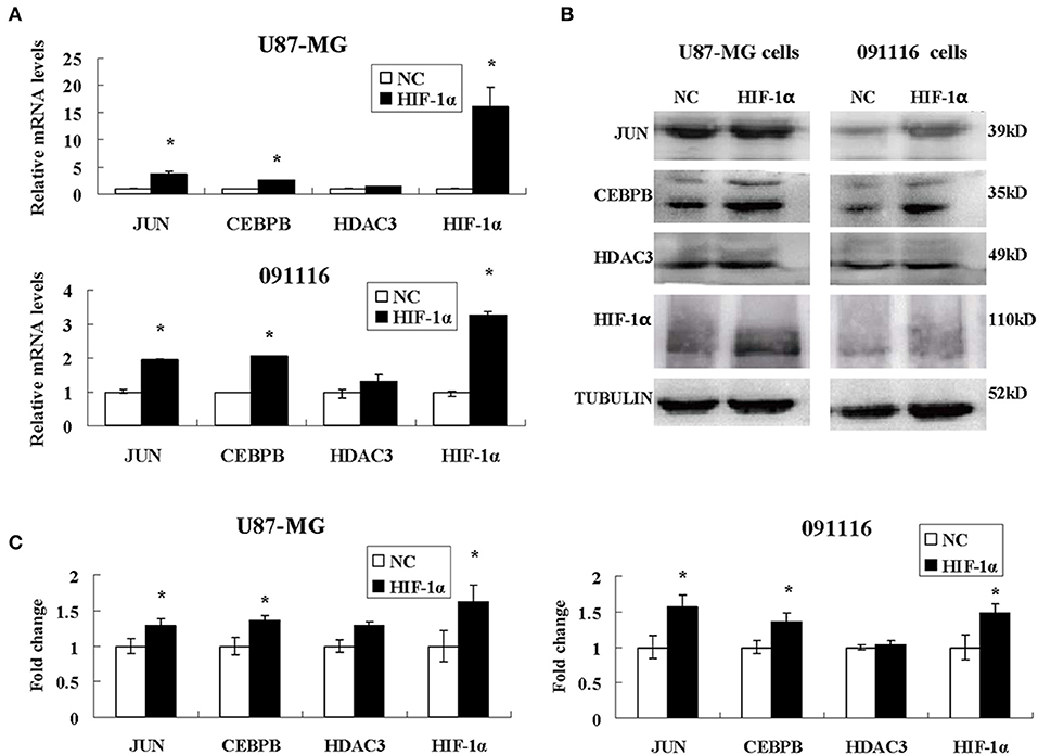 Frontiers | Targeting JUN, CEBPB, and HDAC3: A Novel Strategy to ...