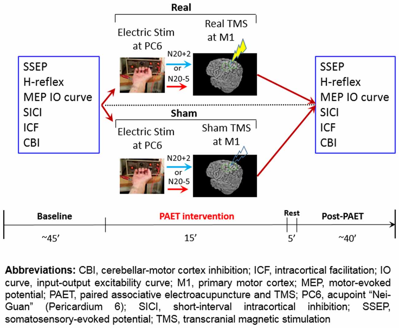 Frontiers Paired Associative Electroacupuncture And Transcranial