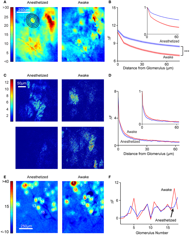 Frontiers Distinct Spatiotemporal Activity In Principal Neurons Of
