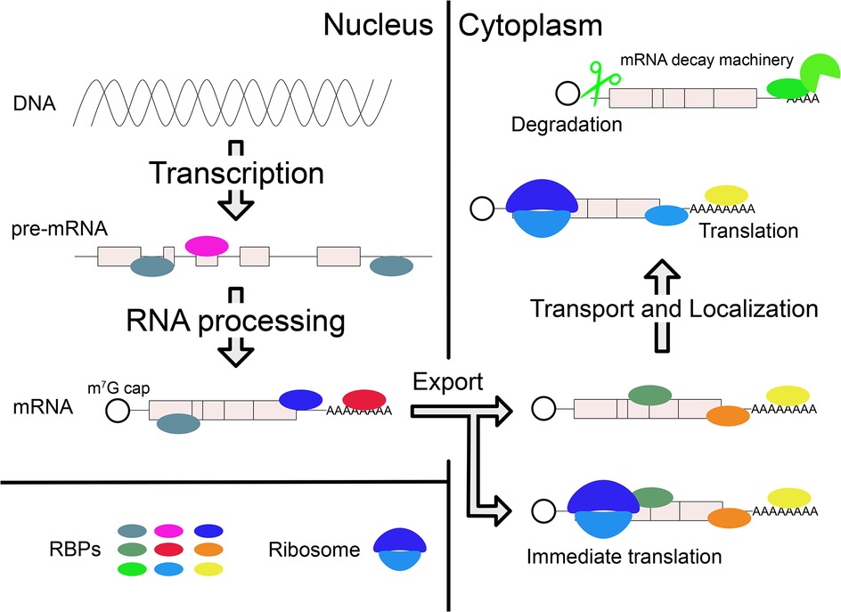 Frontiers | Emerging Evidence of Translational Control by AU-Rich ...