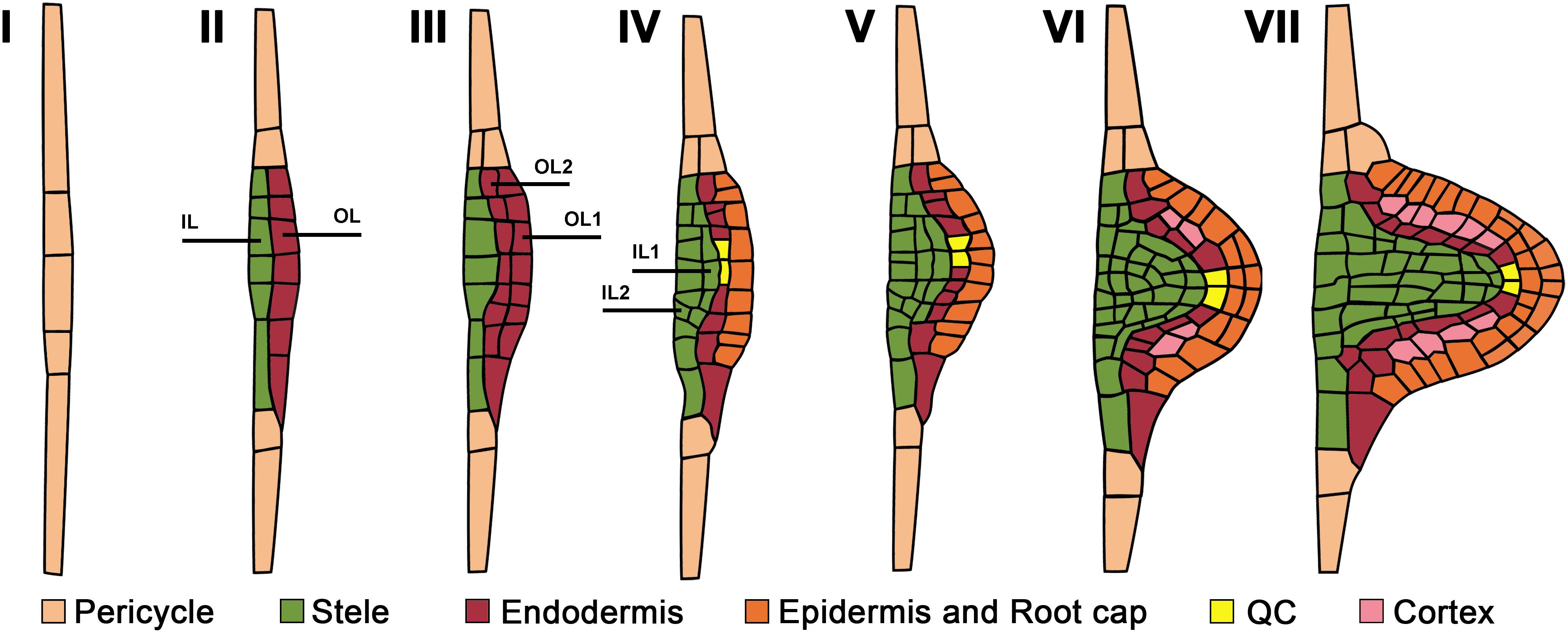 Frontiers Lateral Root Primordium Morphogenesis In Angiosperms
