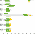 Frontiers | Genome-Wide Identification, Comprehensive Gene Feature ...