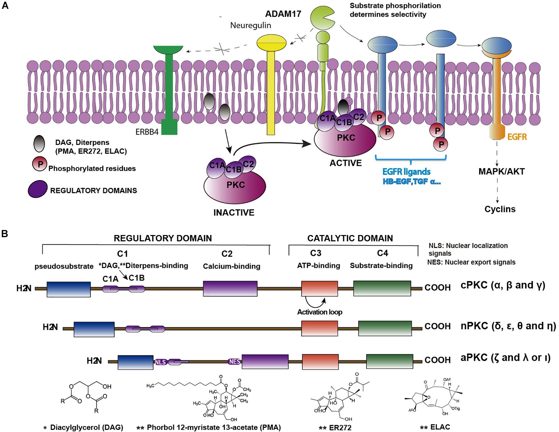 Frontiers Protein Kinase C Targets To Regenerate Brain Injuries Frontiers Protein Kinase C Targets To Regenerate Brain Injuries