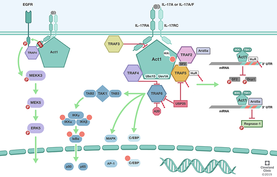 Traf6 Signaling Pathway