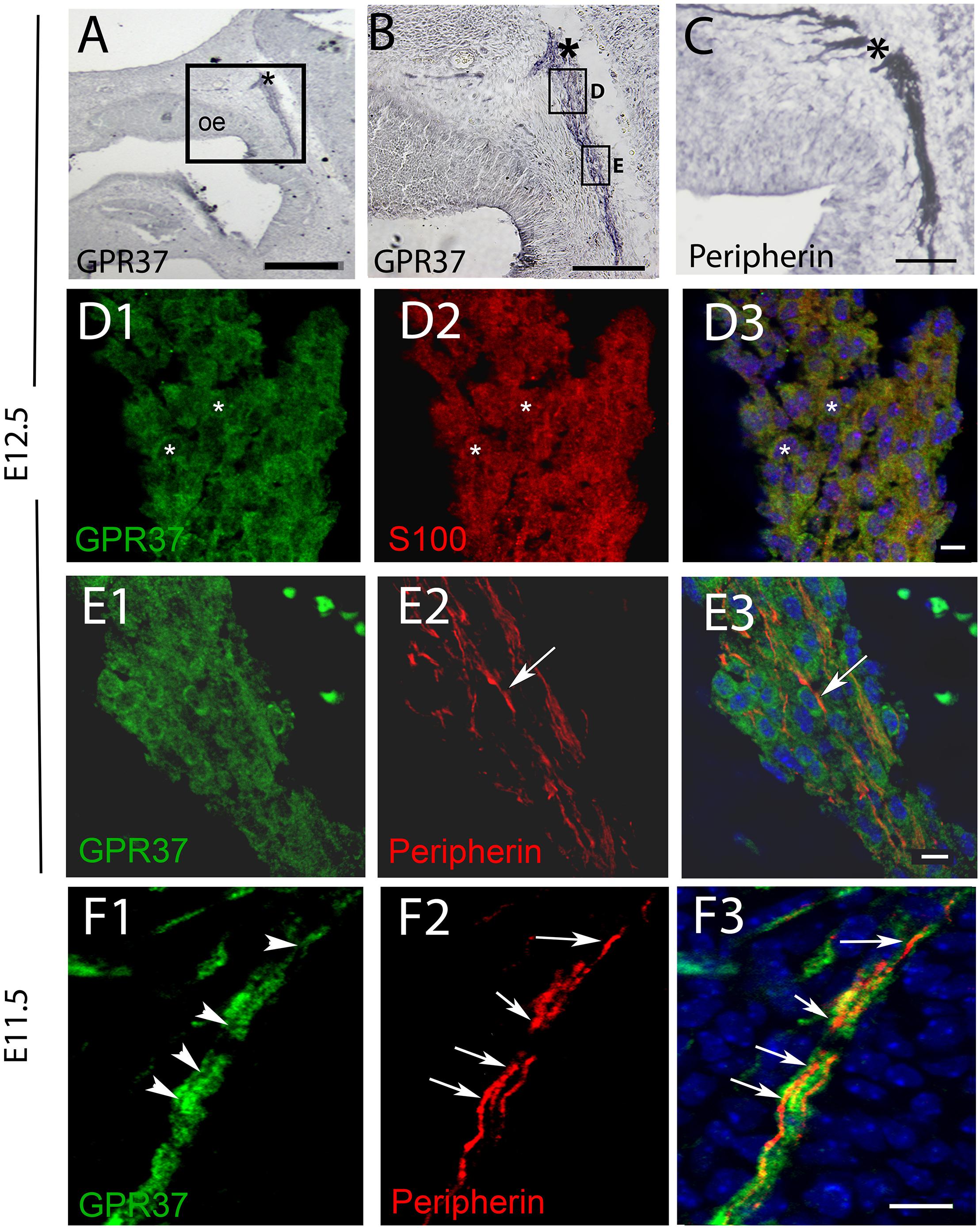 Frontiers Gpr37 Signaling Modulates Migration Of Olfactory