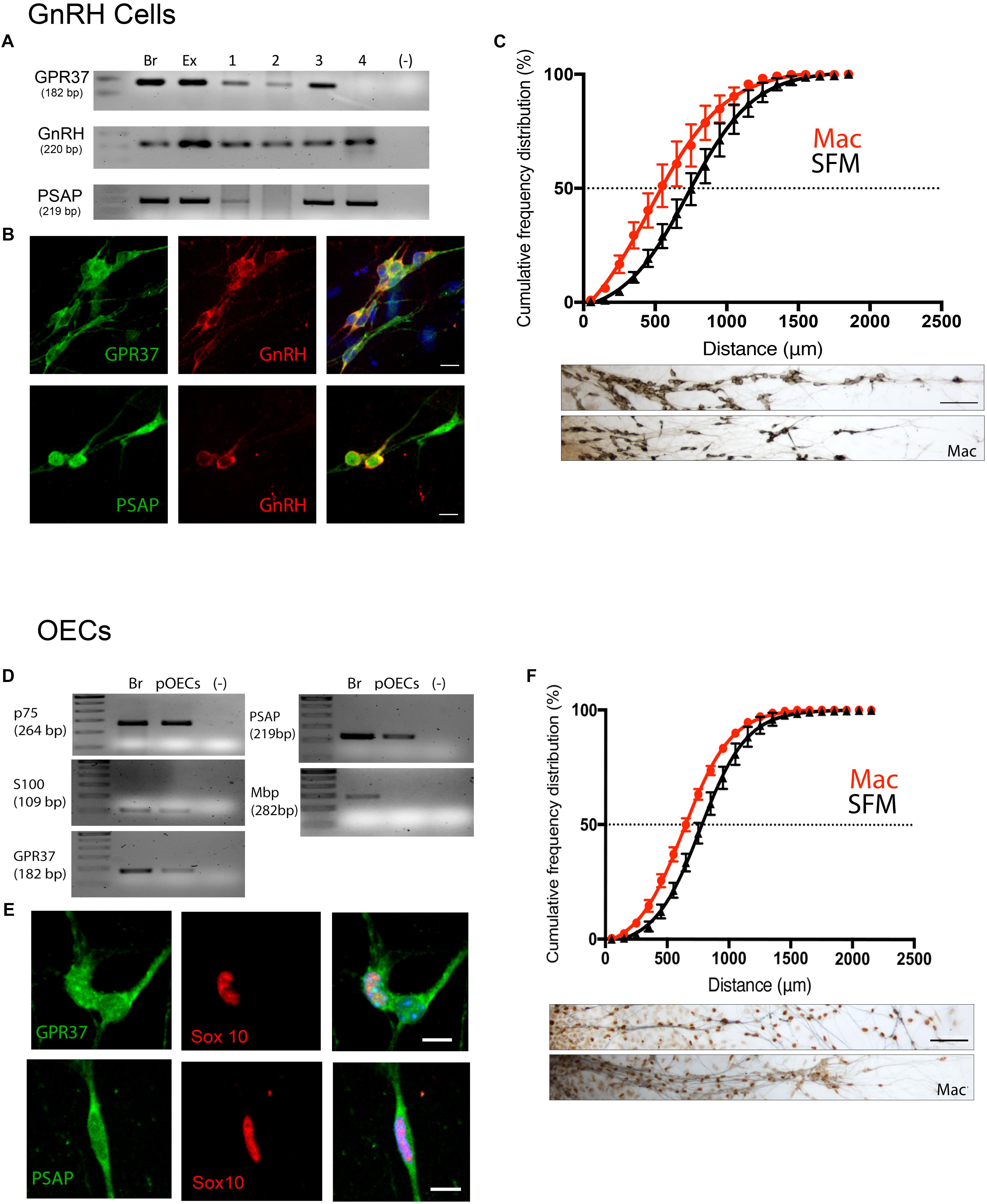 Frontiers Gpr37 Signaling Modulates Migration Of Olfactory