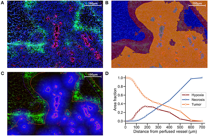 Frontiers Quantitative Visualization Of Hypoxia And Proliferation
