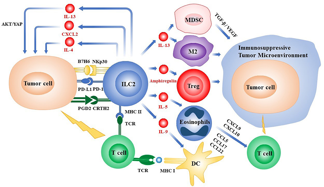 Frontiers Functions Of Group 2 Innate Lymphoid Cells In Tumor