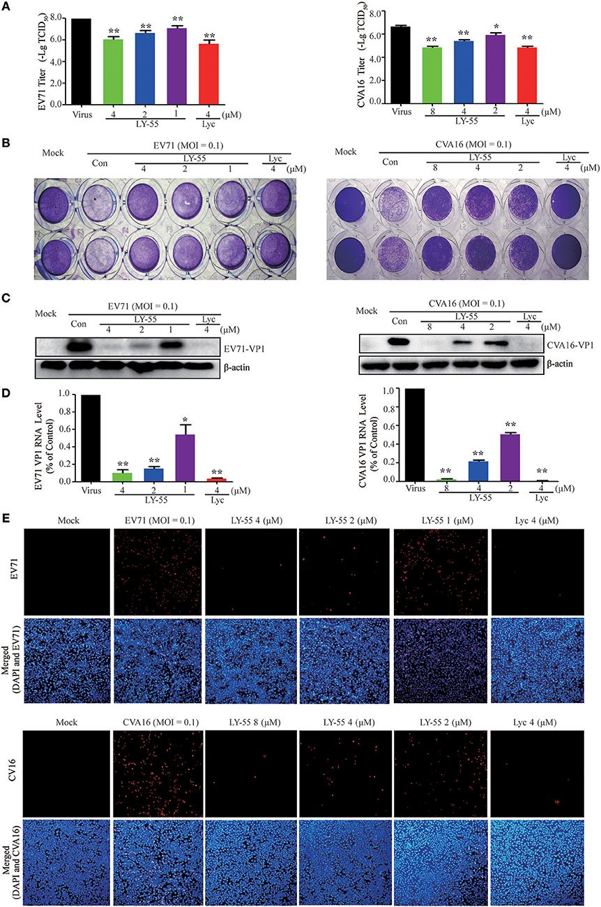 Frontiers Lycorine Derivative Ly 55 Inhibits Ev71 And Cva16