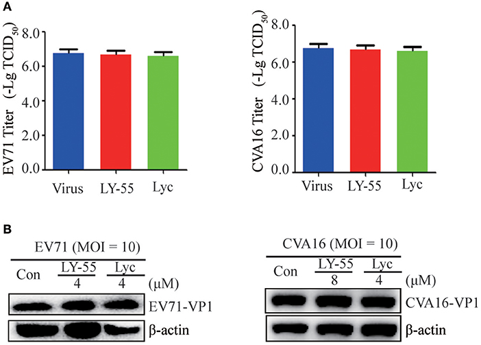 Frontiers Lycorine Derivative Ly 55 Inhibits Ev71 And Cva16
