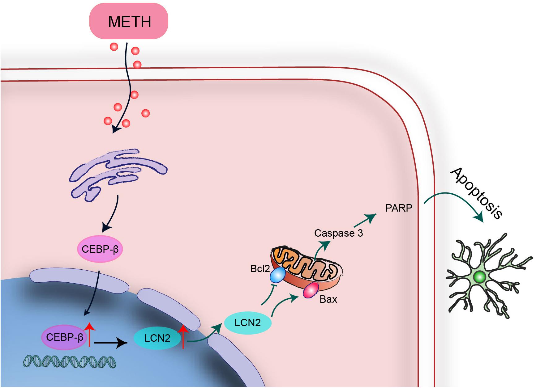 Frontiers Role Of C Ebp β In Methamphetamine Mediated Microglial