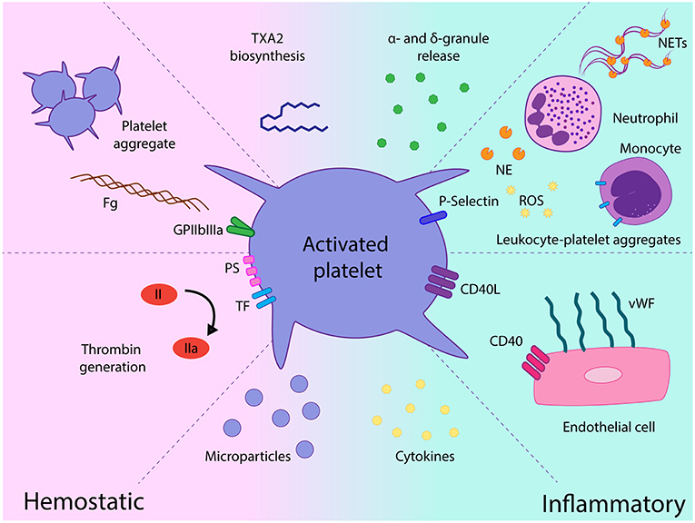 Frontiers Platelets As Mediators Of Thromboinflammation In Chronic