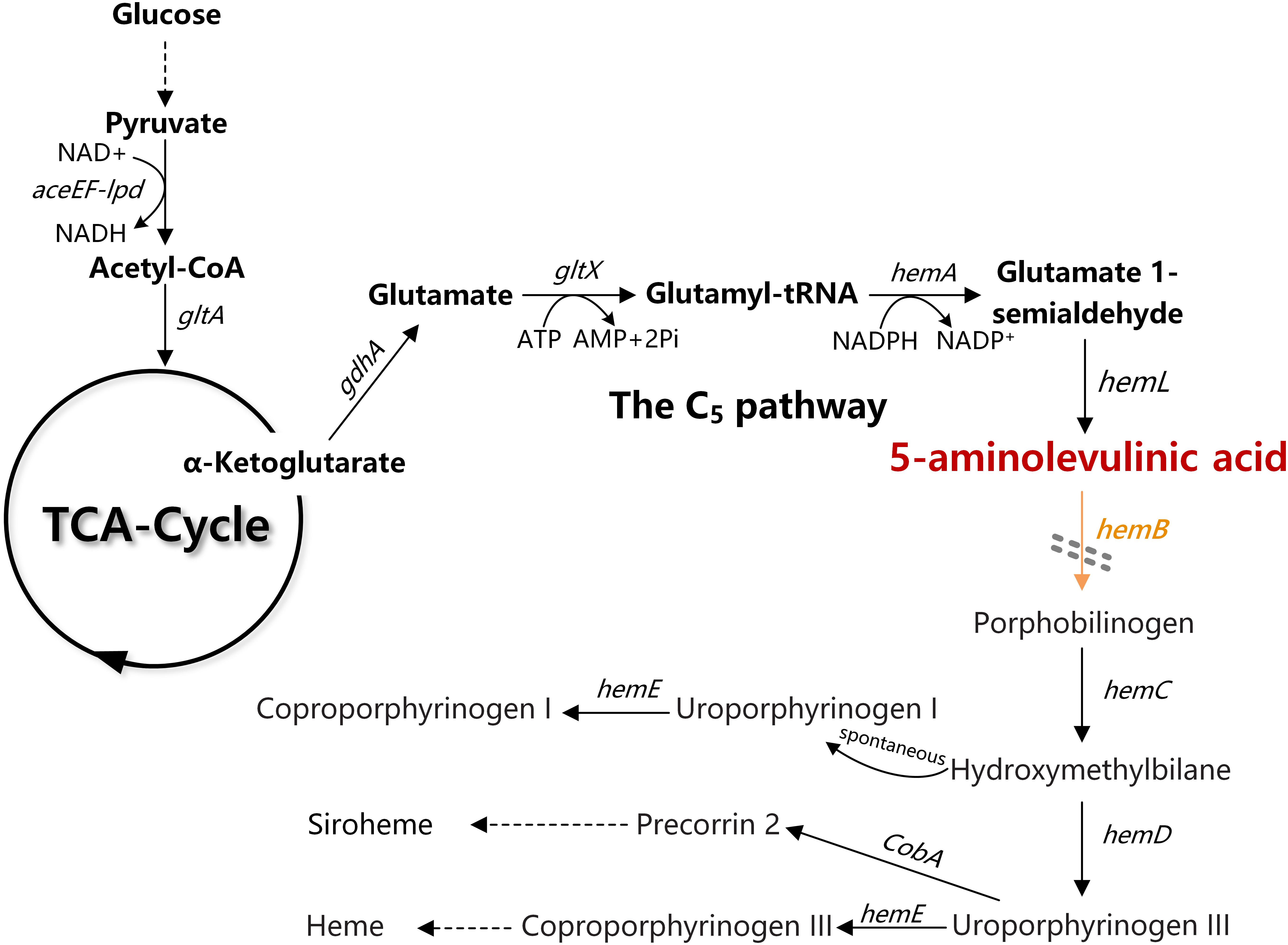 Frontiers Fine Tuning Of Hemb Using Crispri For Increasing 5