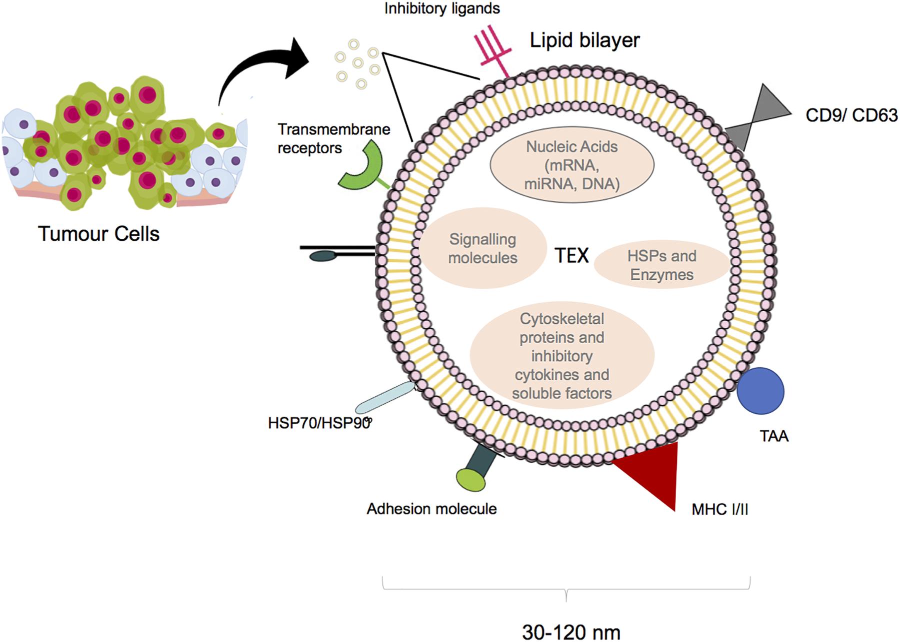 Frontiers Engineered Tumor Derived Extracellular Vesicles Potentials