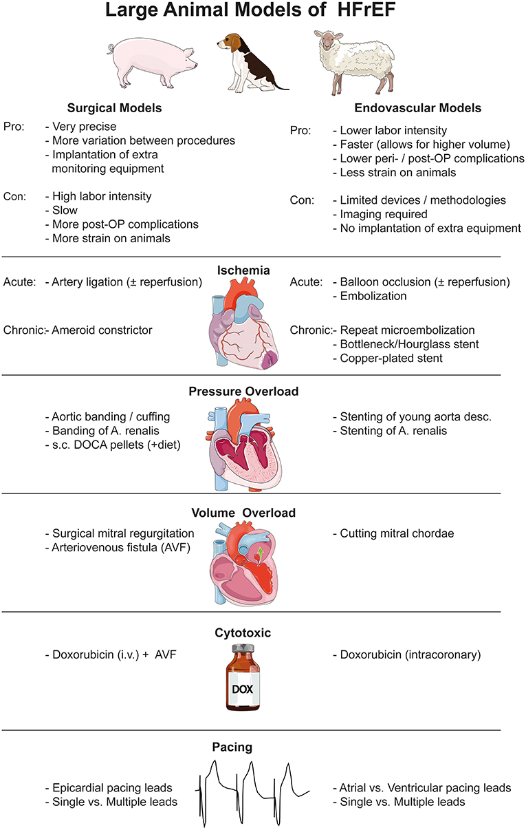 Is Congestive Heart Failure Reversible In Dogs Is Congestive Heart Failure Reversible In Dogs