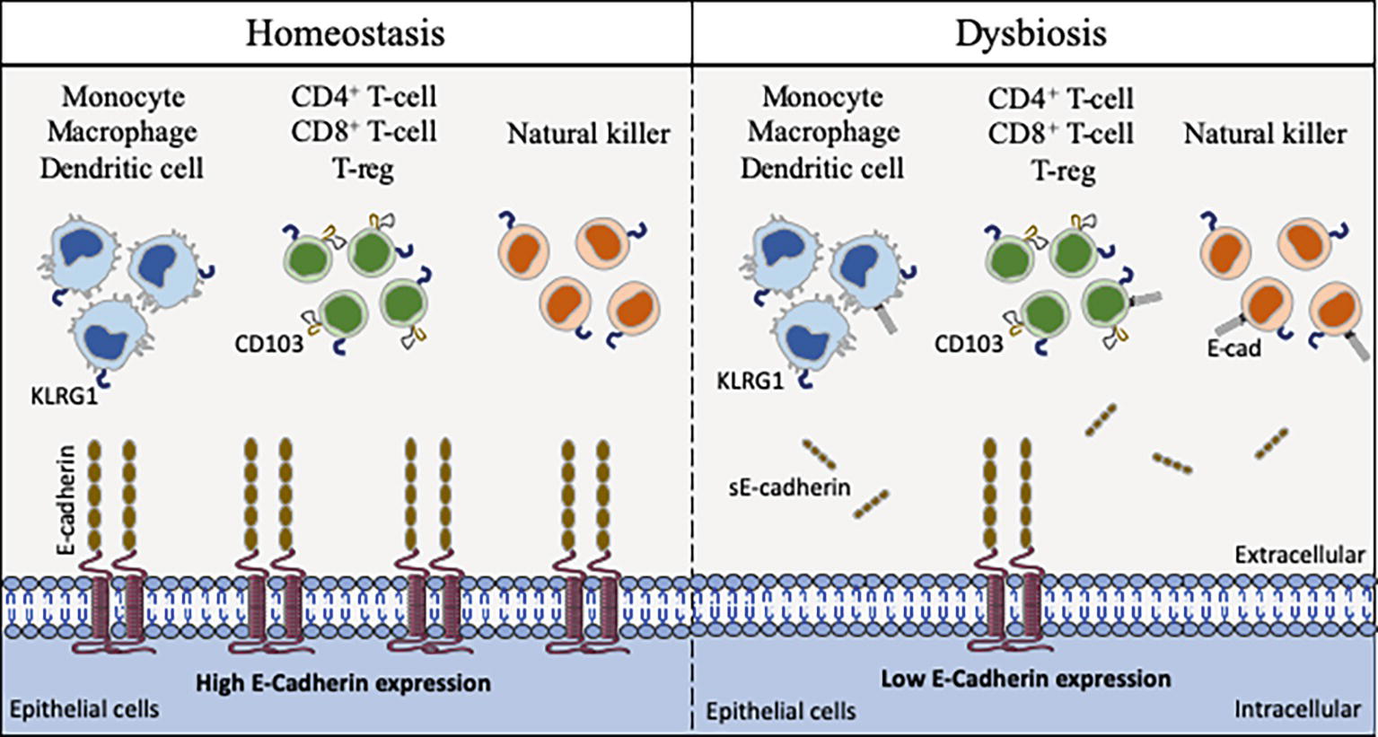 Frontiers The E Cadherin Cleavage Associated To Pathogenic Bacteria