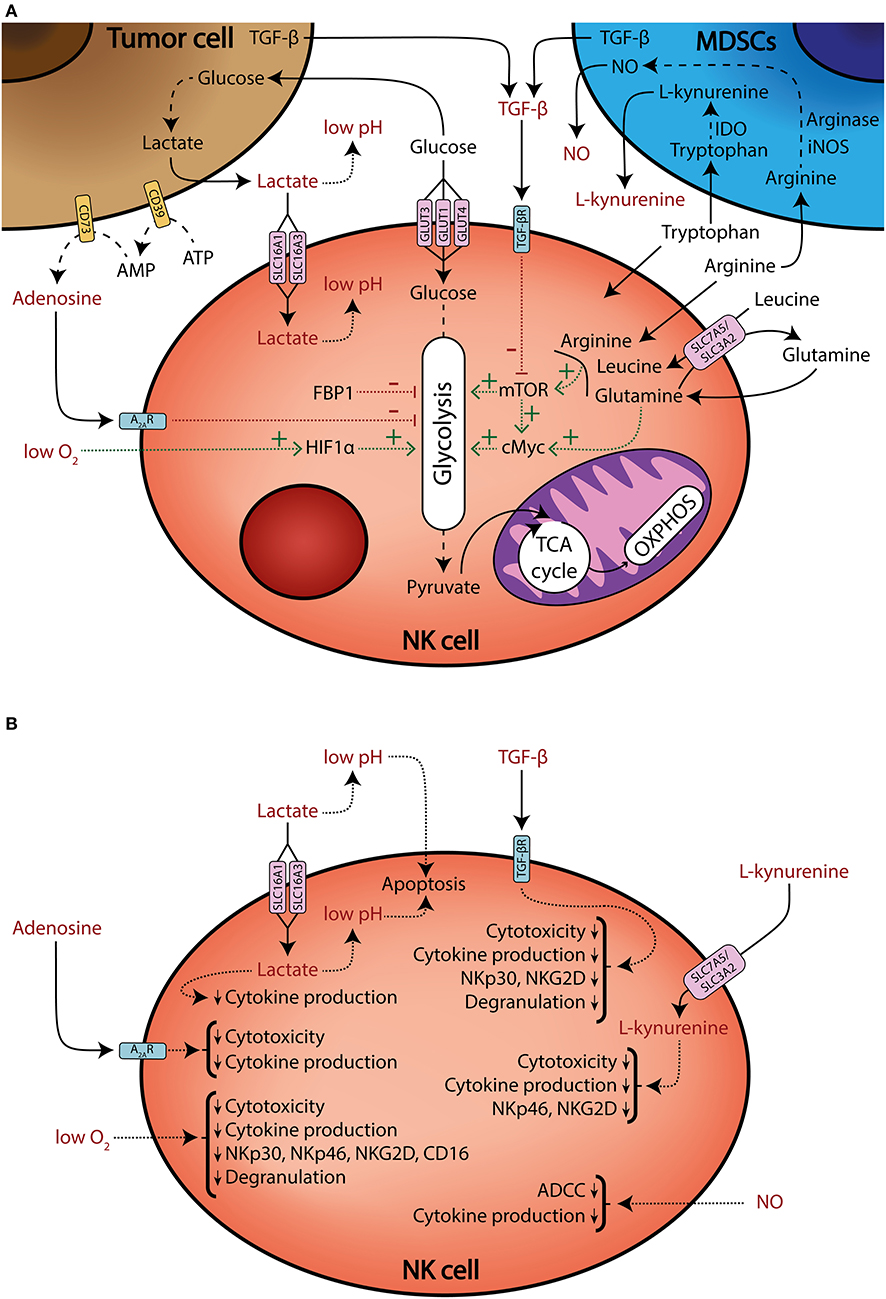 Frontiers Nk Cell Metabolism And Tumor Microenvironment Immunology My