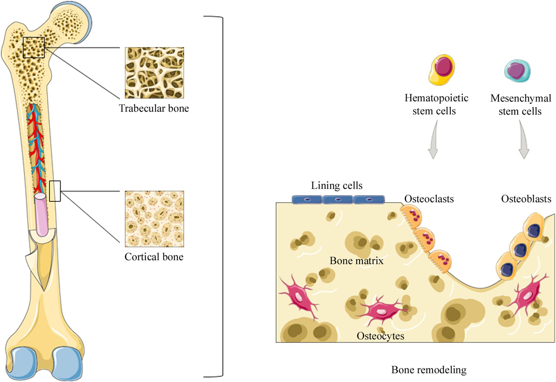 Cells That Secrete The Organic Components Of The Bone Matrix Are Called