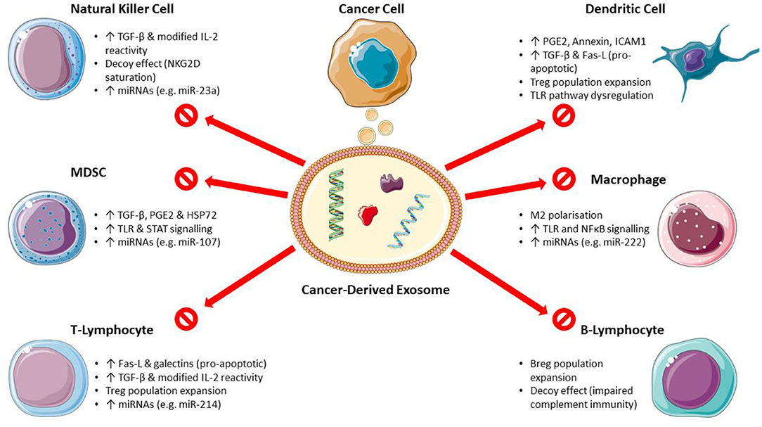 A Clinicians Guide To Cancer Derived Exosomes Exosome Rna