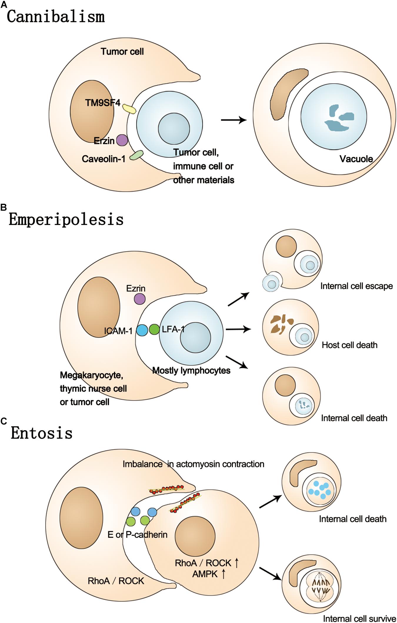 Frontiers Cell in Cell Phenomenon And Its Relationship With Tumor