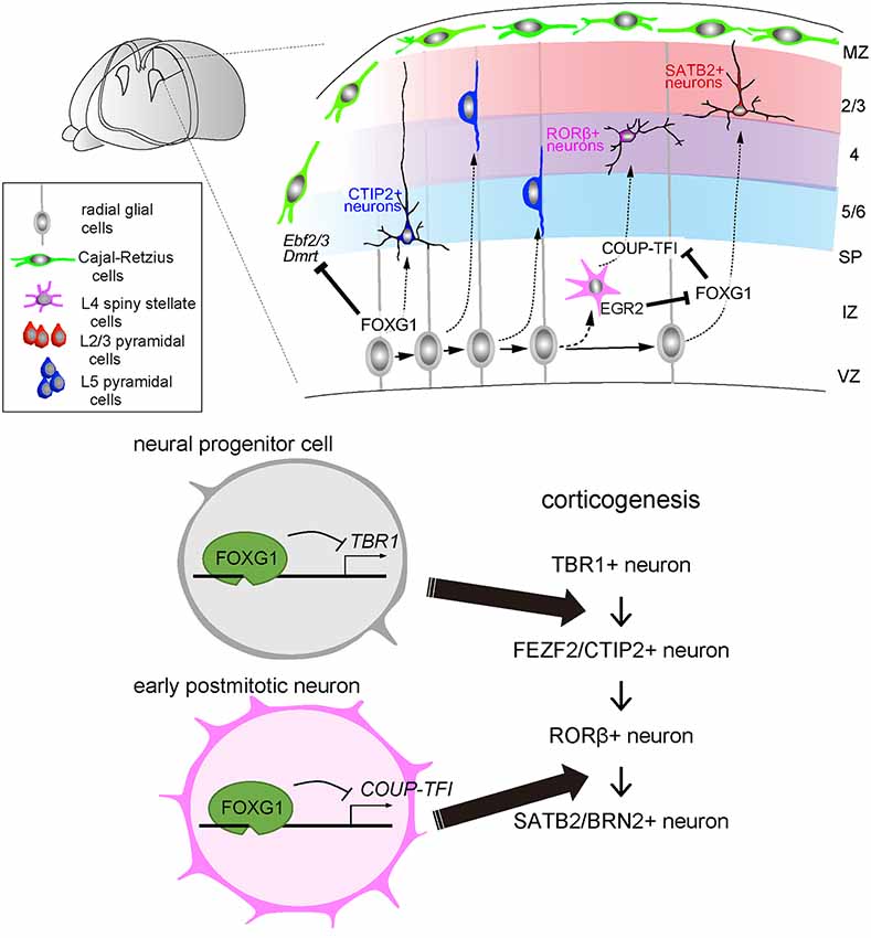 Frontiers Transcription And Beyond Delineating Foxg1 Function In