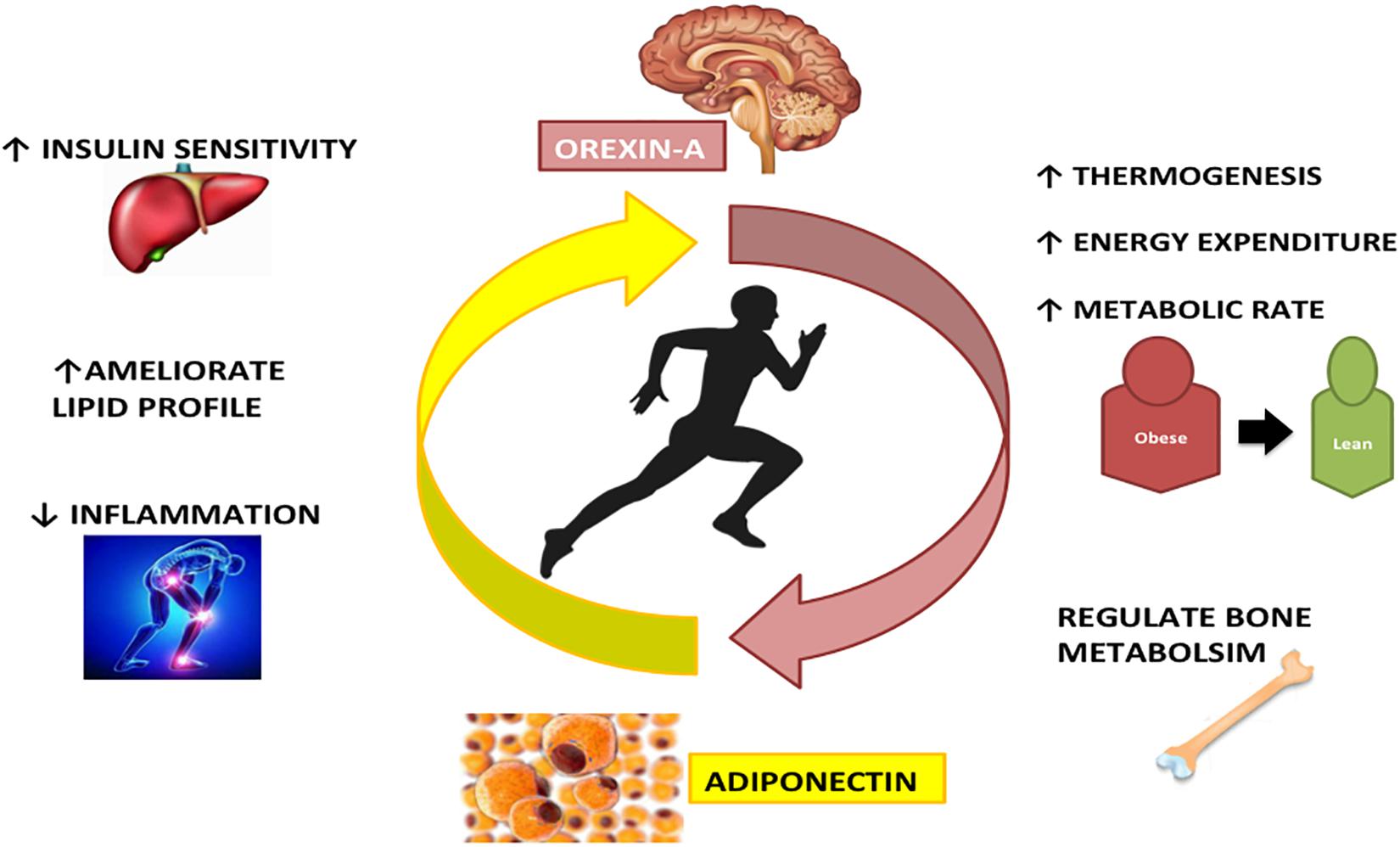 How To Increase Adiponectin Shopfear0