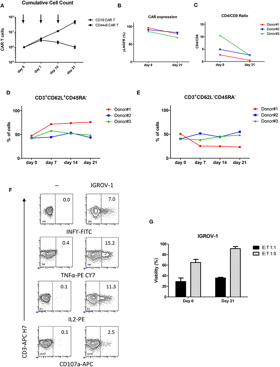 Frontiers Car T Cells Redirected To Cd44v6 Control Tumor Growth In
