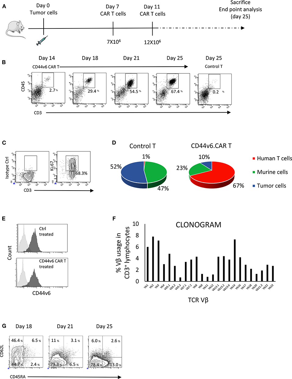 Frontiers Car T Cells Redirected To Cd44v6 Control Tumor Growth In