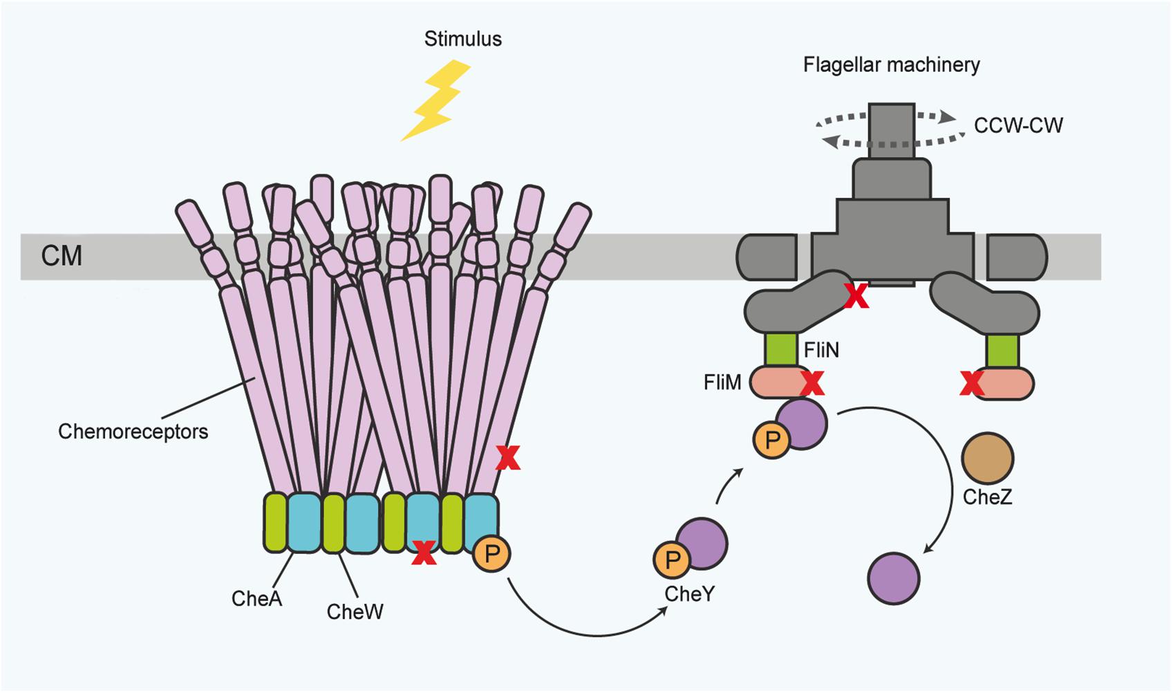Frontiers Protein Activity Sensing In Bacteria In Regulating