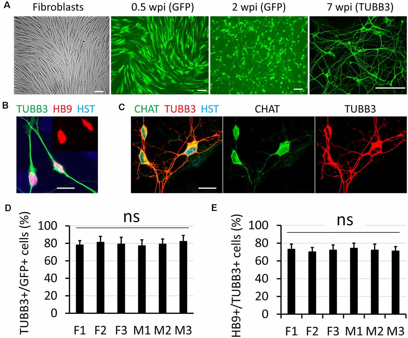 Frontiers Differential Influence Of Sample Sex And Neuronal Free