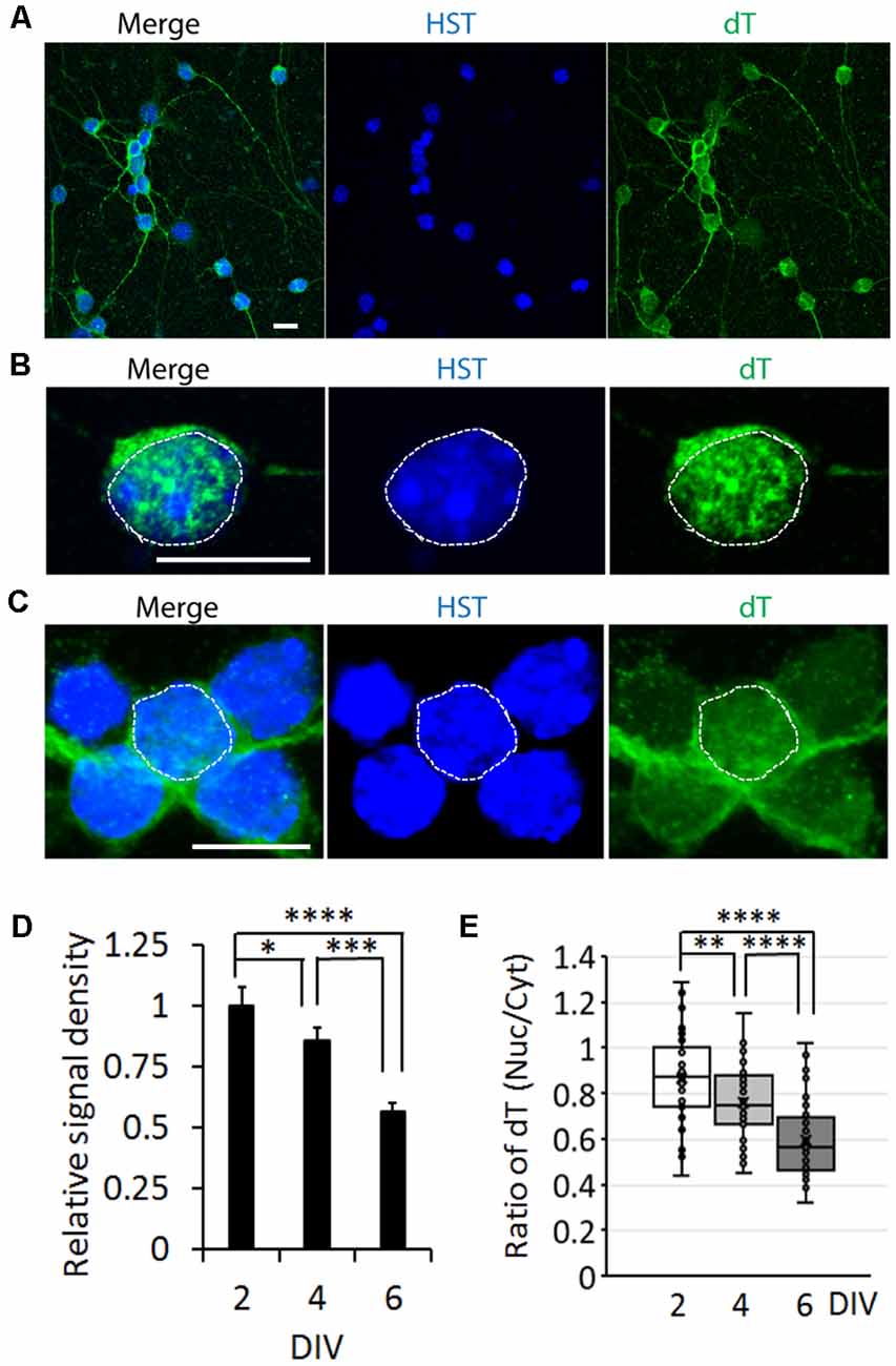 Frontiers Differential Influence Of Sample Sex And Neuronal Free