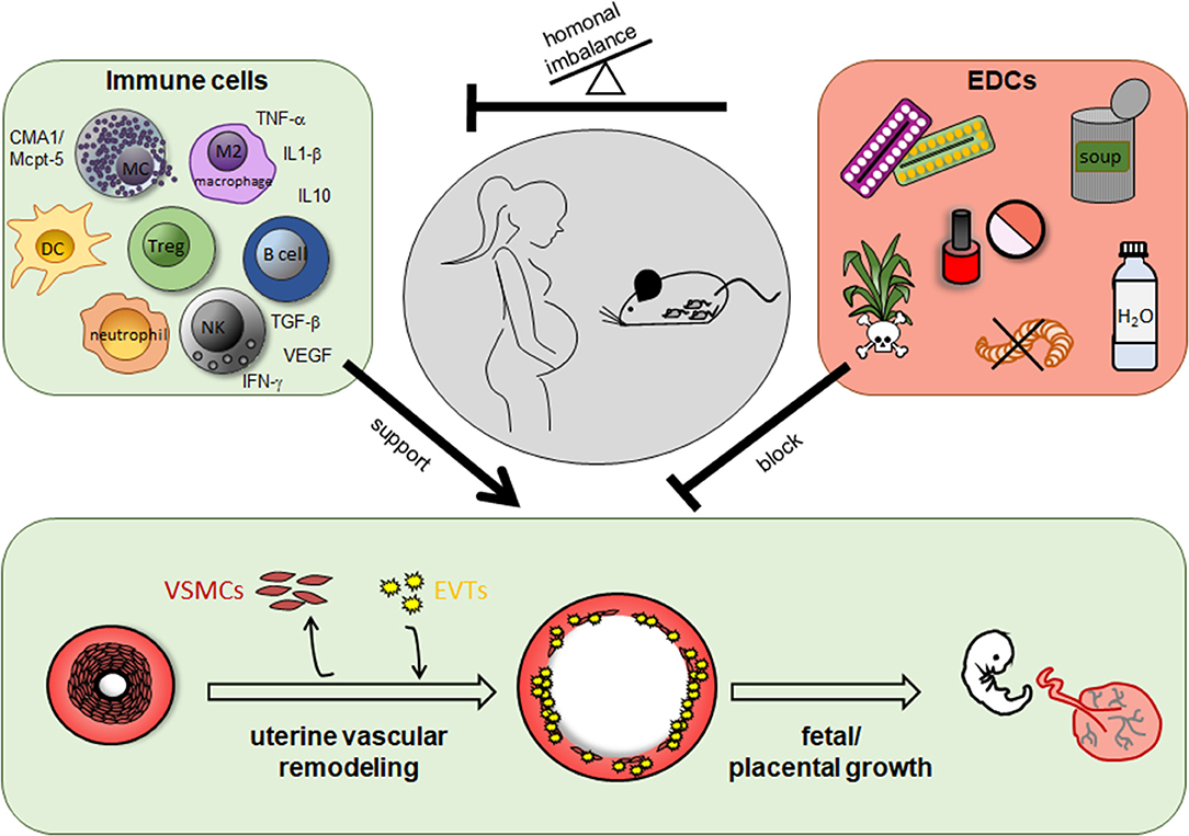 Frontiers Immune Cells In The Uterine Remodeling Are They The Target